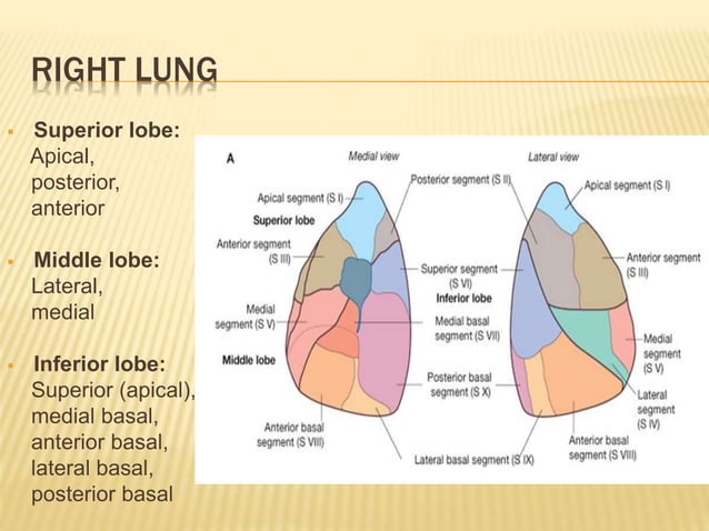 Lungs & bronchopulmonary segments
