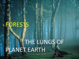 Lungs of the planet earth | PPT