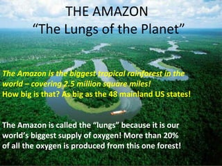 Lungs of the planet earth | PPT