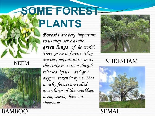 Lungs of the planet earth