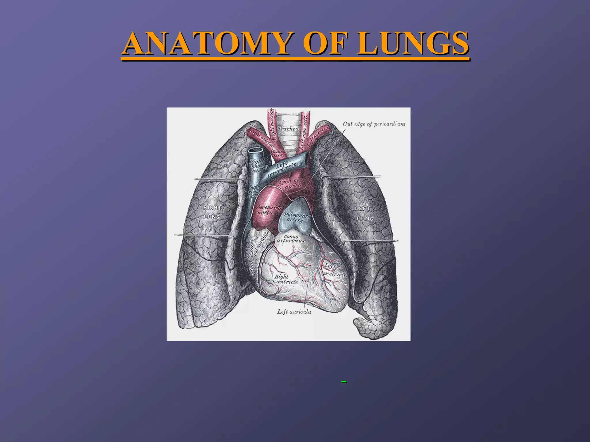 Anatomy of lung ppt | PPT
