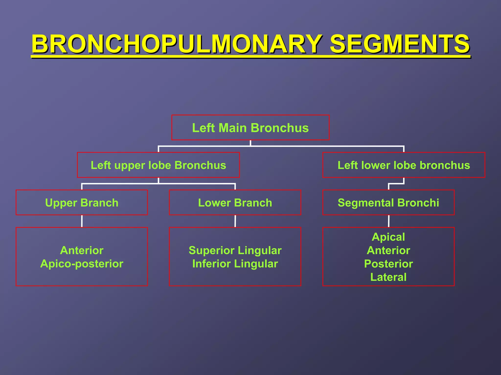 Anatomy of lung ppt | PDF