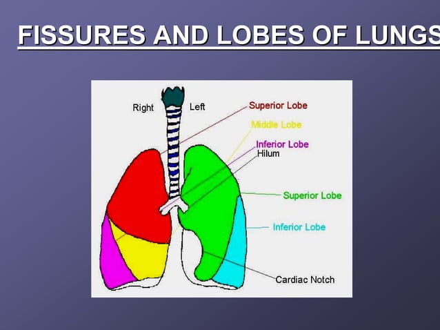 Anatomy of lung ppt | PPT