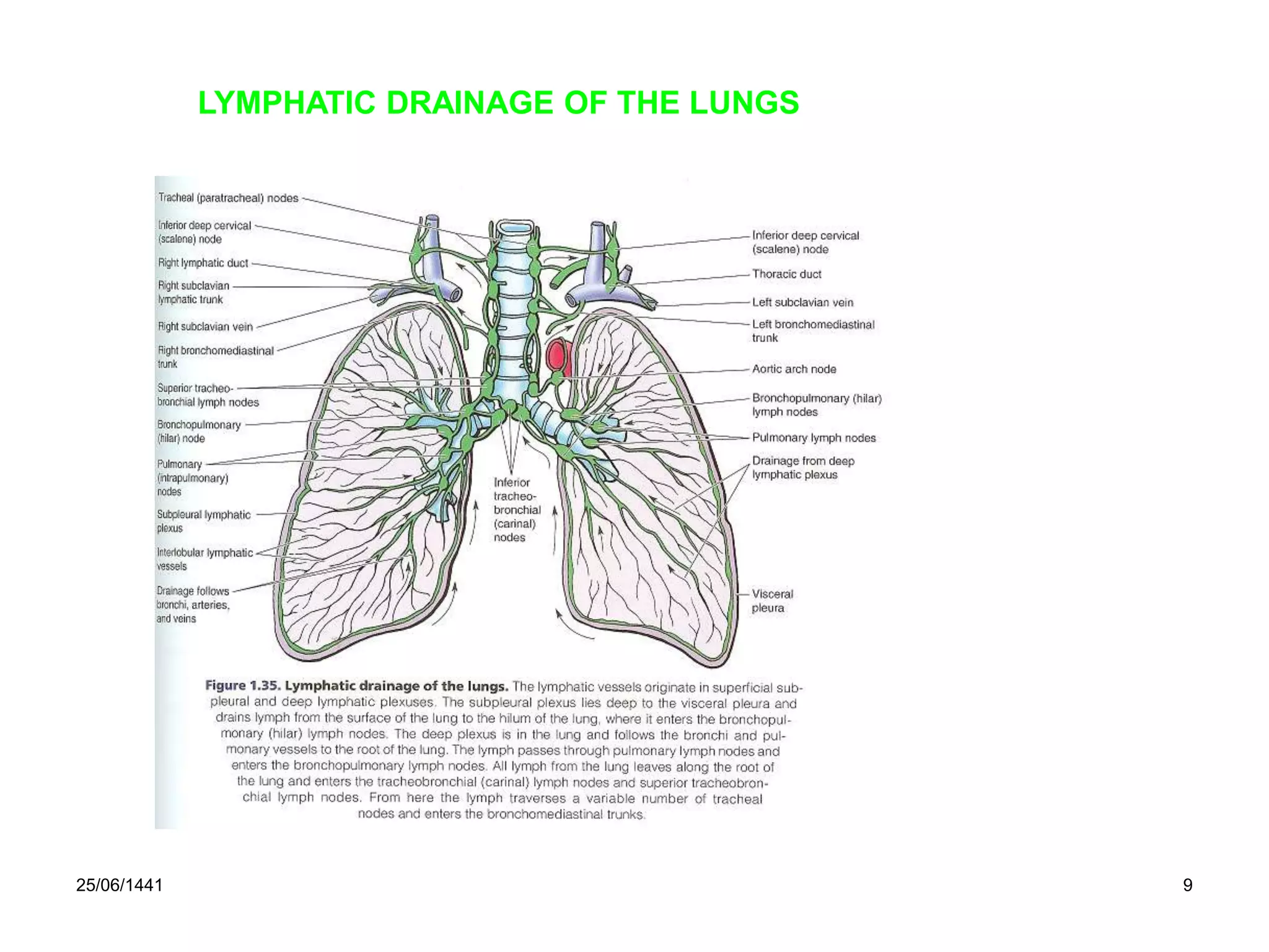 Lungs pleura 2 dr kandil pptx | PPTX