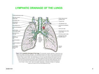 Lungs pleura 2 dr kandil pptx | PPTX
