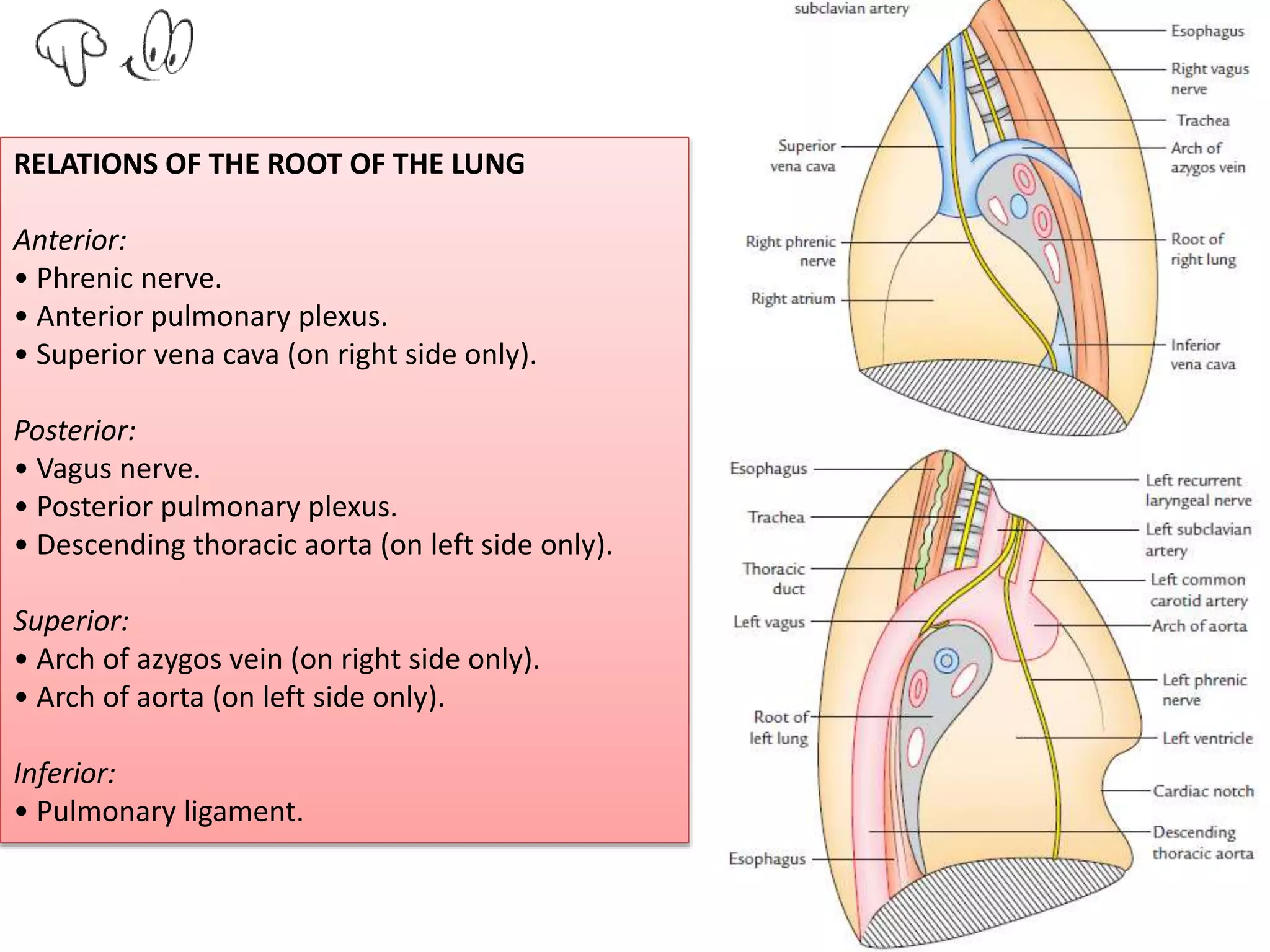 Lungs,Pleura & Tracheo-bronchial Tree | PPT