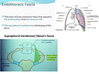 Endothoracic Fascia Vs Parietal Pleura