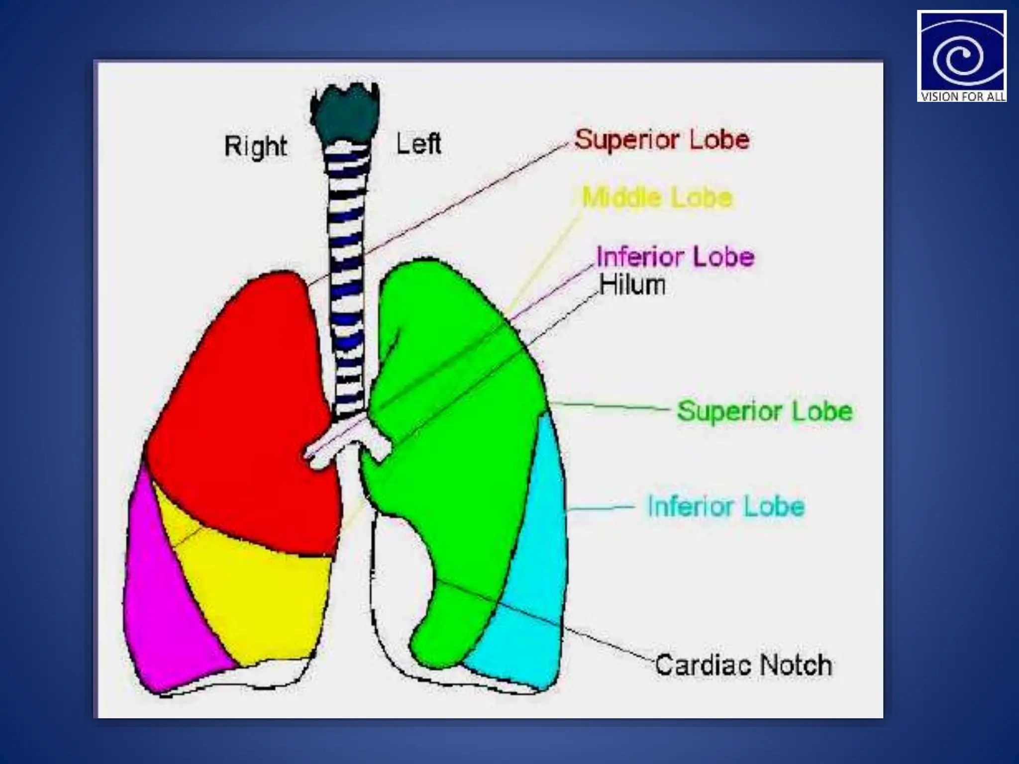 Lung: Anatomy and physiology by Pradumn .pptx | Lung and Respiratory ...