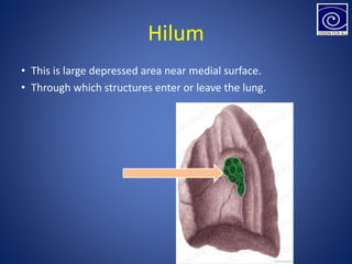Lung: Anatomy and physiology by Pradumn .pptx | Lung and Respiratory ...