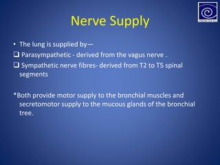 Lung: Anatomy and physiology by Pradumn .pptx | Lung and Respiratory ...