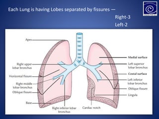 Lung: Anatomy and physiology by Pradumn .pptx