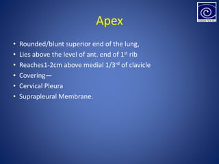 Lung: Anatomy and physiology by Pradumn .pptx