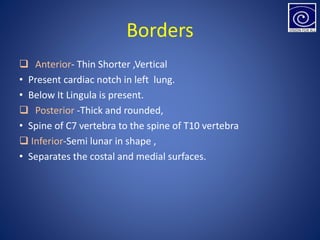 Lung: Anatomy and physiology by Pradumn .pptx | Lung and Respiratory ...