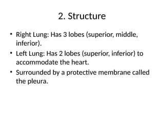 Lungs presentation with short and simple explanation | PPTX