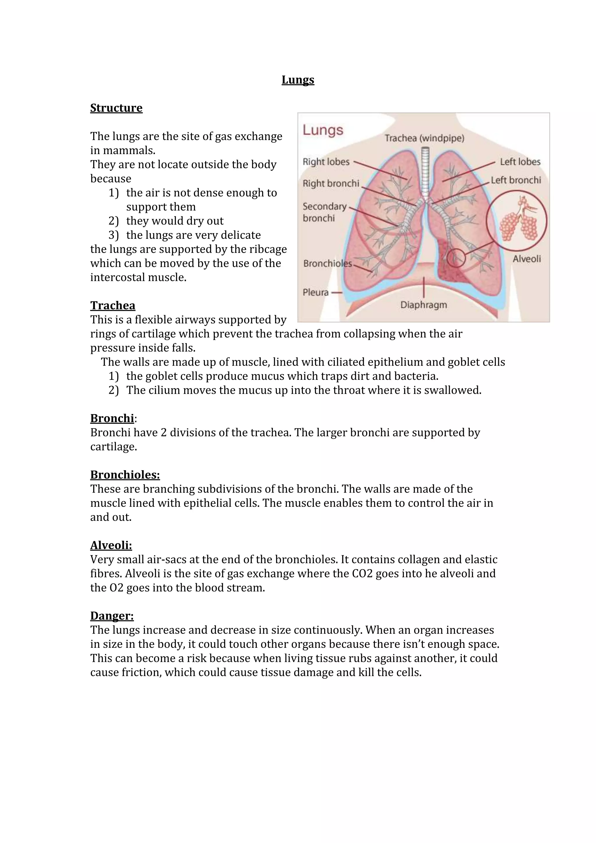 AQA Biology As level Lungs revision booklet | DOCX
