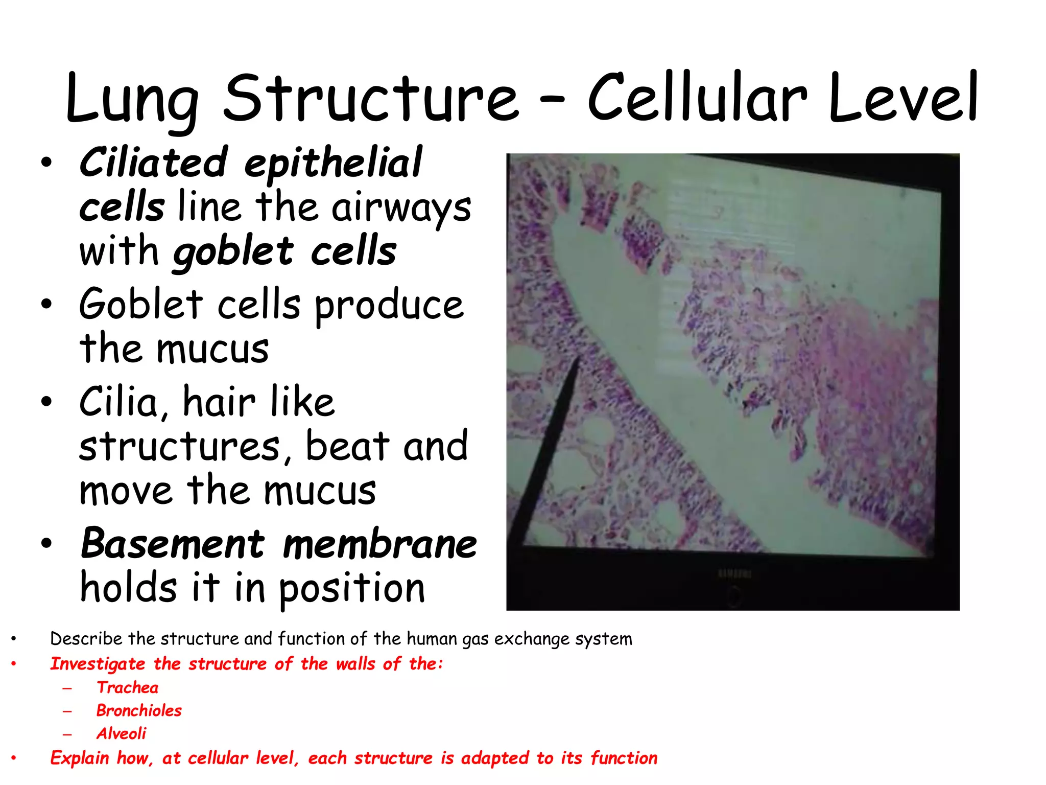 Lung structure function_and_cellular_function | PPTX