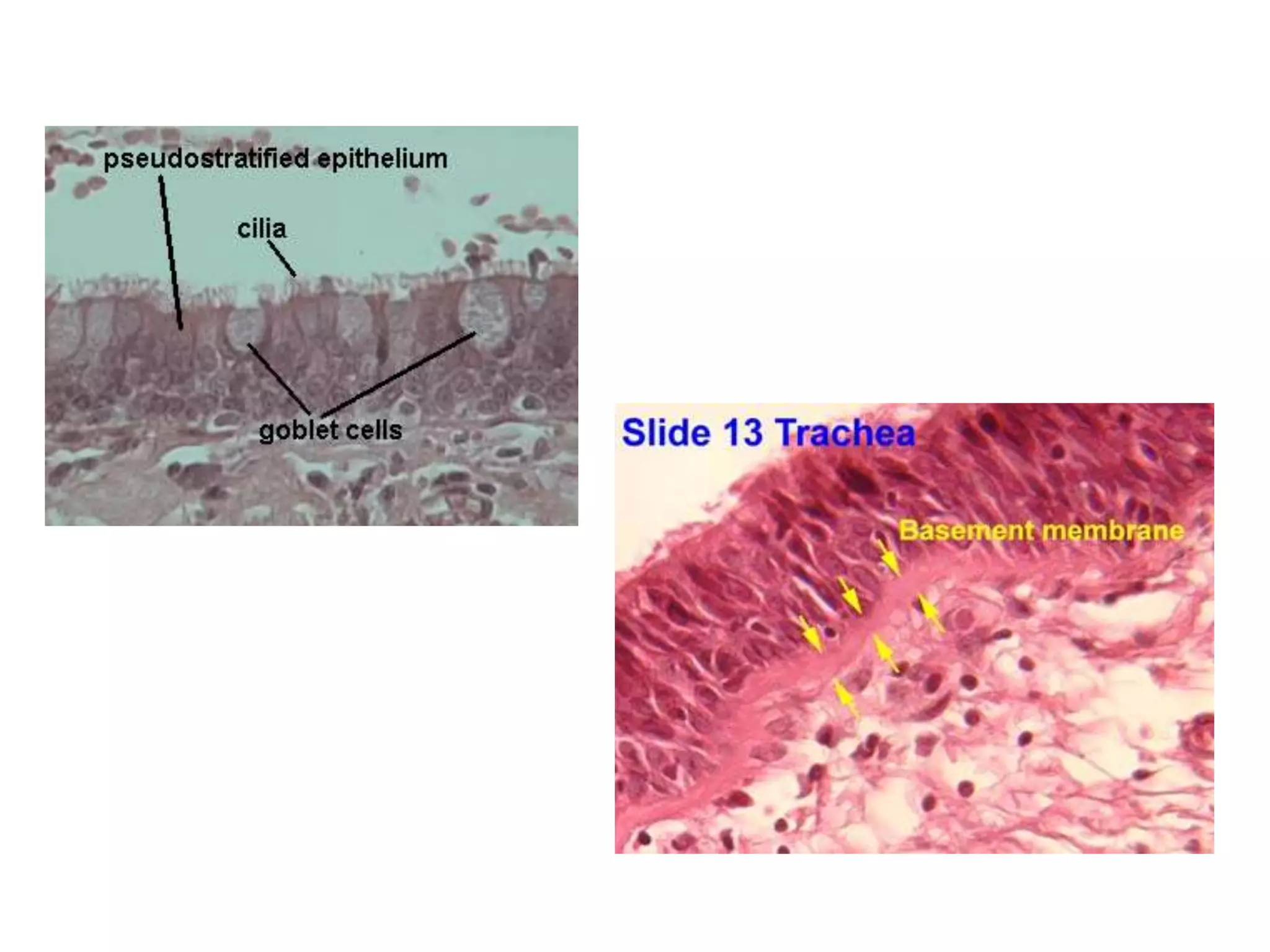 Lung structure function_and_cellular_function | PPTX