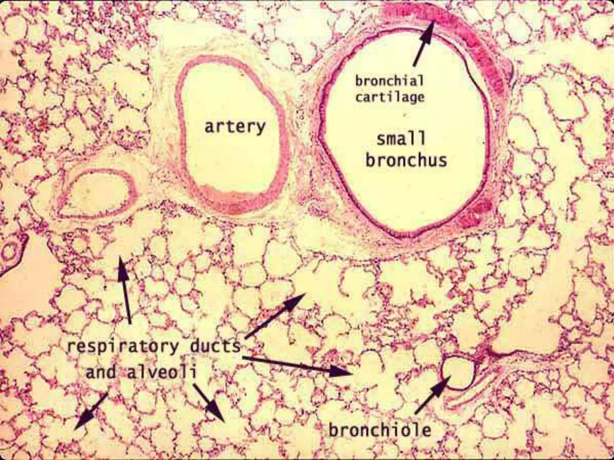 Lung structure function_and_cellular_function | PPTX