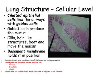 Lung structure function_and_cellular_function | PPTX