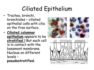 Lung structure function_and_cellular_function | PPTX