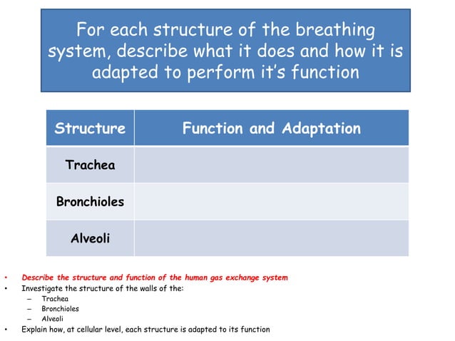 Lung structure function_and_cellular_function | PPTX