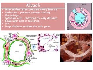 Lung structure function_and_cellular_function | PPTX