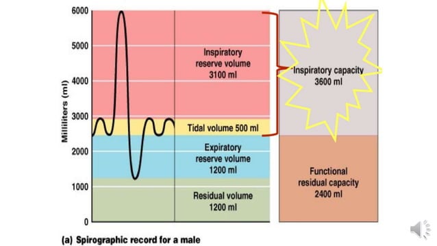 Lung volume and capacity | PPTX | Lung and Respiratory Health ...