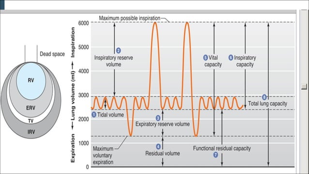 Lung volumes and capacities-1.pdf