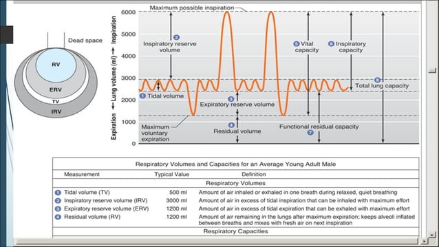 Lung volumes and capacities-1.pdf