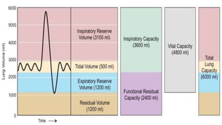Lung volumes and capacities.pptx