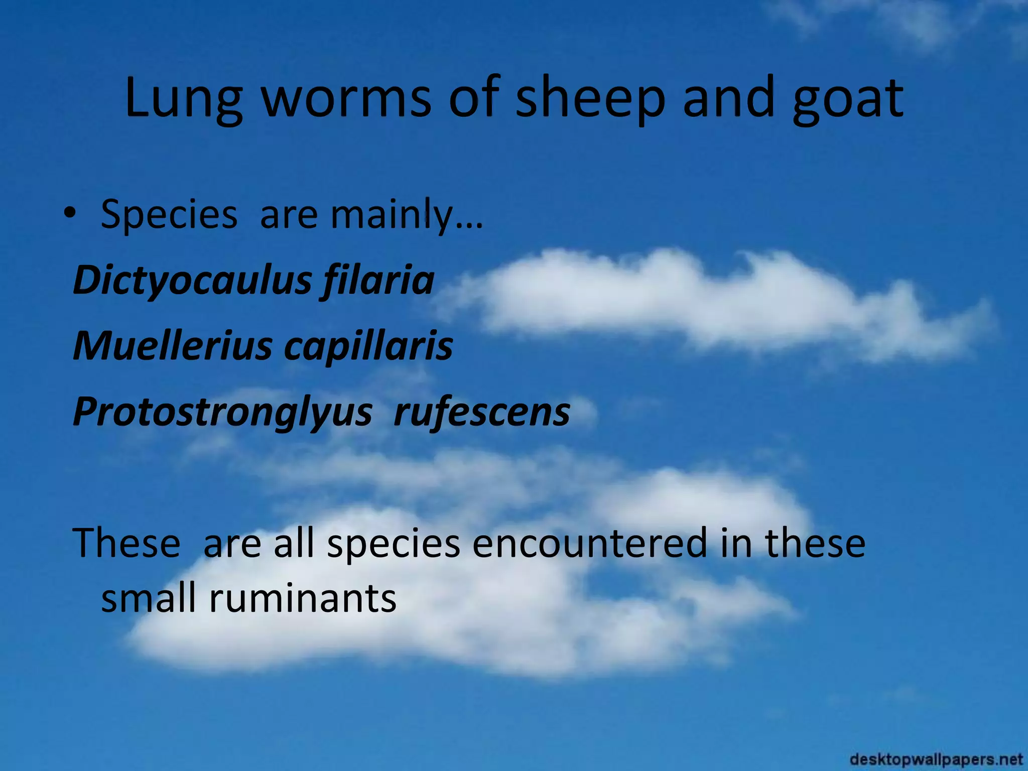 Lungworm infection | PPTX