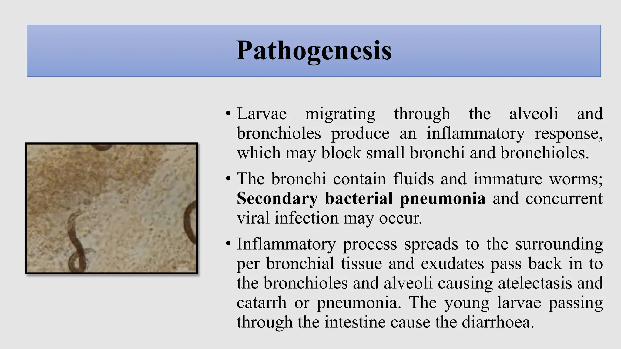 Lungworm disease in ruminants-Cause and control.pptx