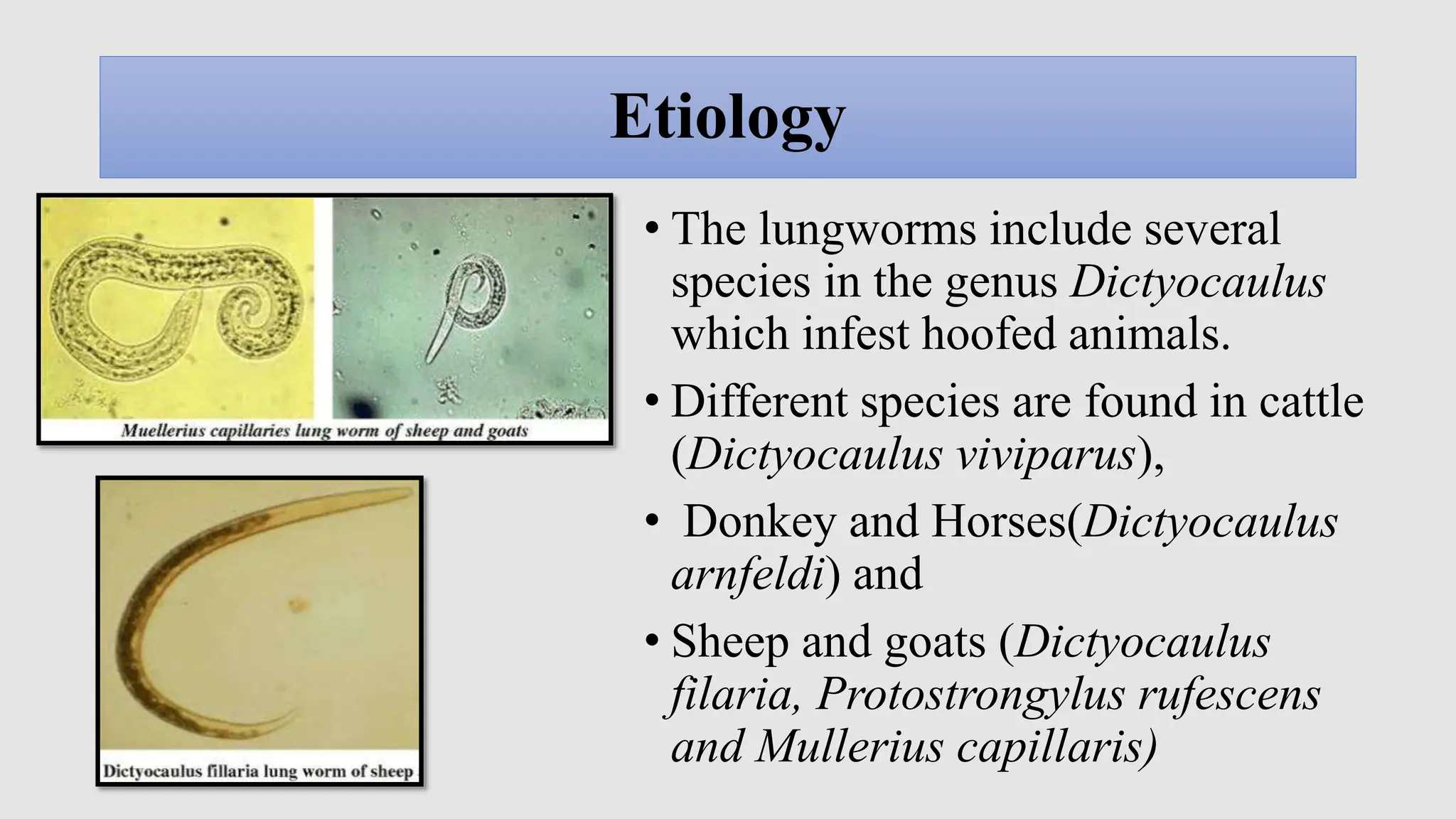 Lungworm disease in ruminants-Cause and control.pptx