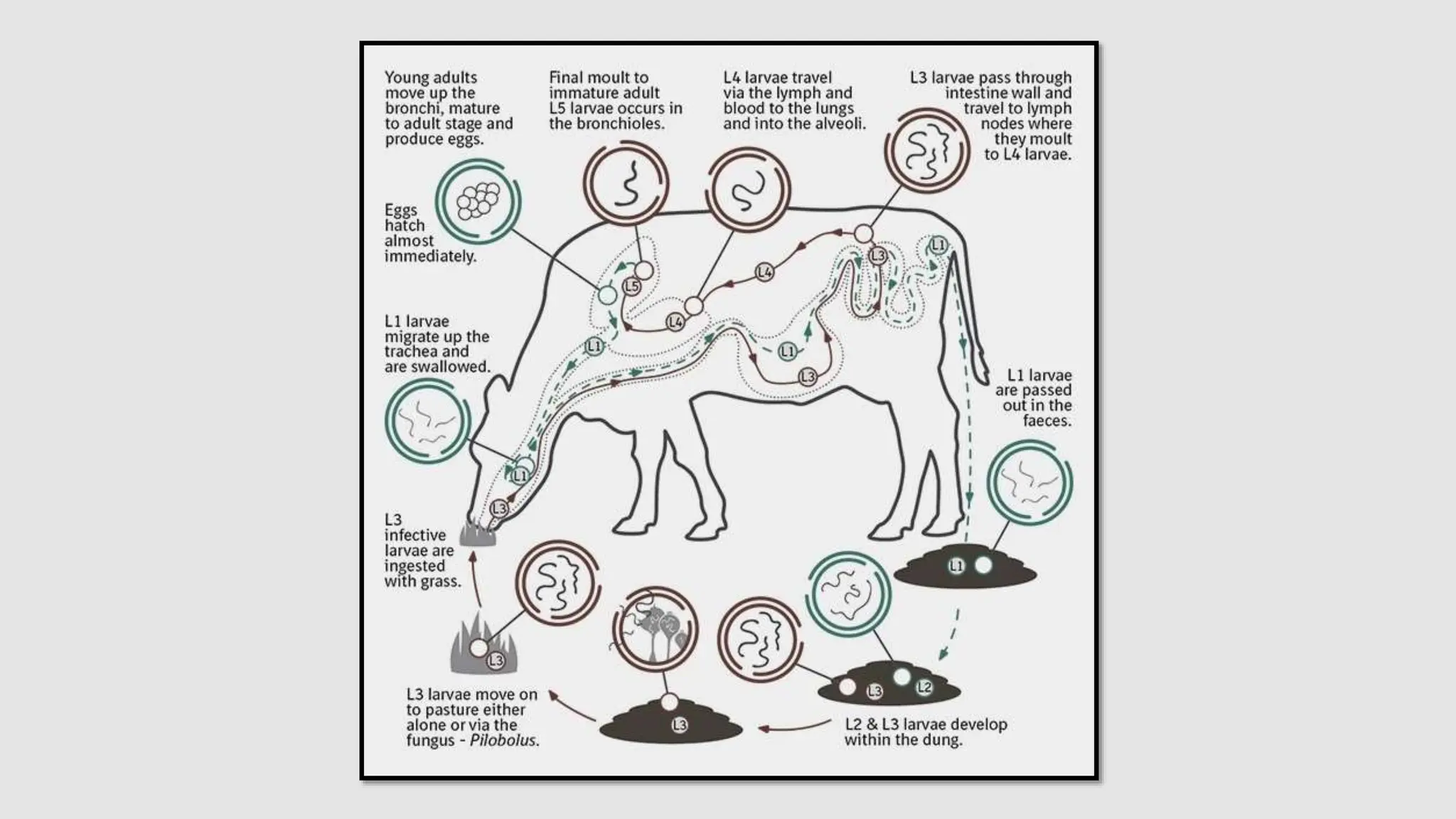 Lungworm disease in ruminants-Cause and control.pptx
