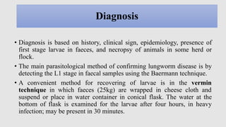Lungworm disease in ruminants-Cause and control.pptx