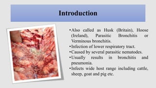 Lungworm disease in ruminants-Cause and control.pptx