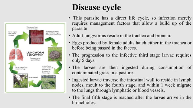 Lungworm disease in ruminants-Cause and control.pptx