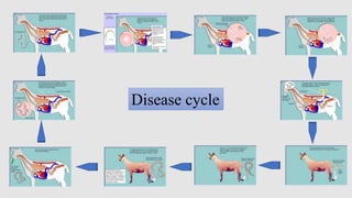 Lungworm disease in ruminants-Cause and control.pptx