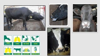 Lungworm disease in ruminants-Cause and control.pptx