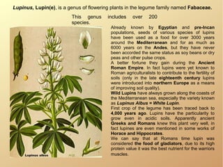 Lupins in the history | ODP