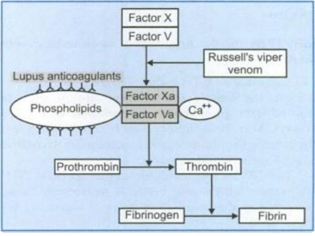 What Is Lupus Anticoagulant | Renew Physical Therapy
