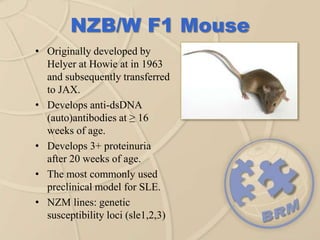 BRM's Validated Lupus Model | PPTX