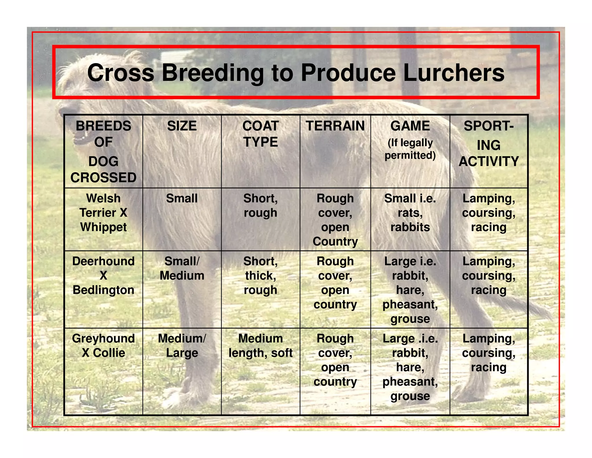 Lurchers and Longdogs | PDF | Dogs | Pets