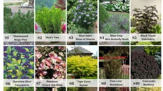 Lush with Less Planting Design | PPTX