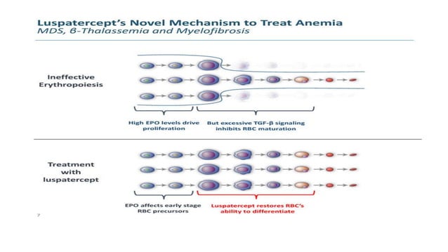 Luspatercept | PPTX | Blood Disorders | Diseases and Conditions