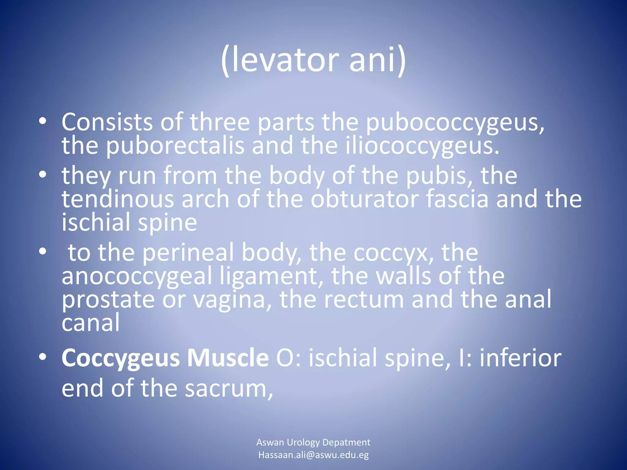 Lower urinary tract anatomy | PPTX