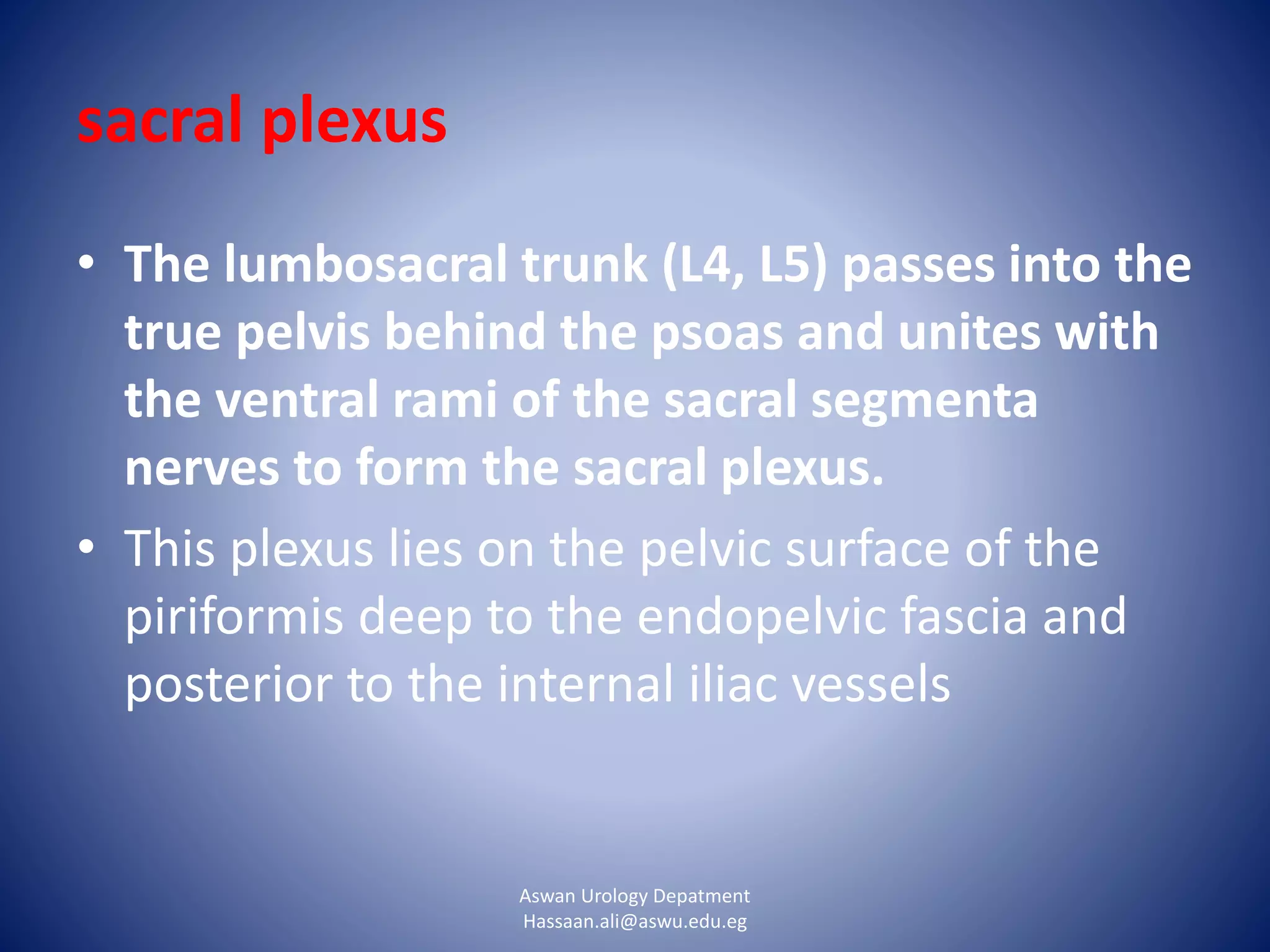 Lower urinary tract anatomy | PPTX