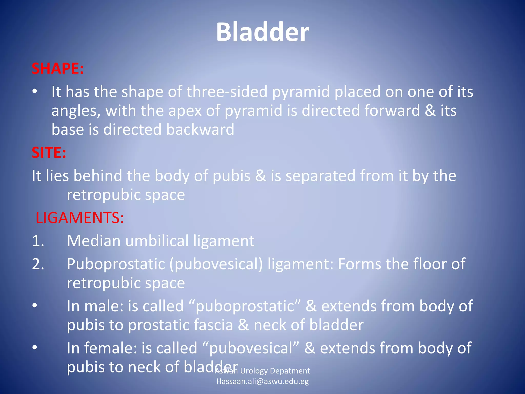 Lower urinary tract anatomy | PPTX