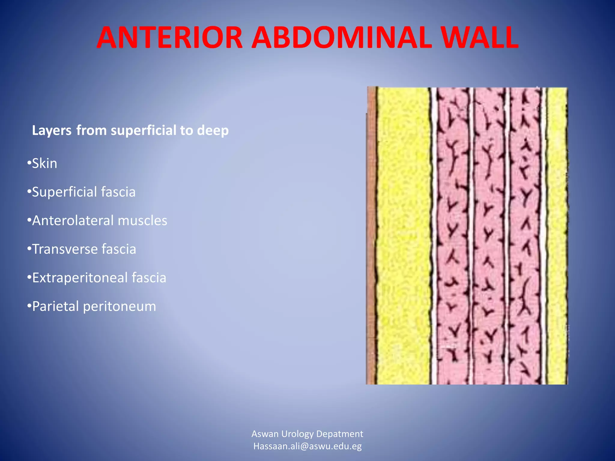 Lower urinary tract anatomy | PPTX
