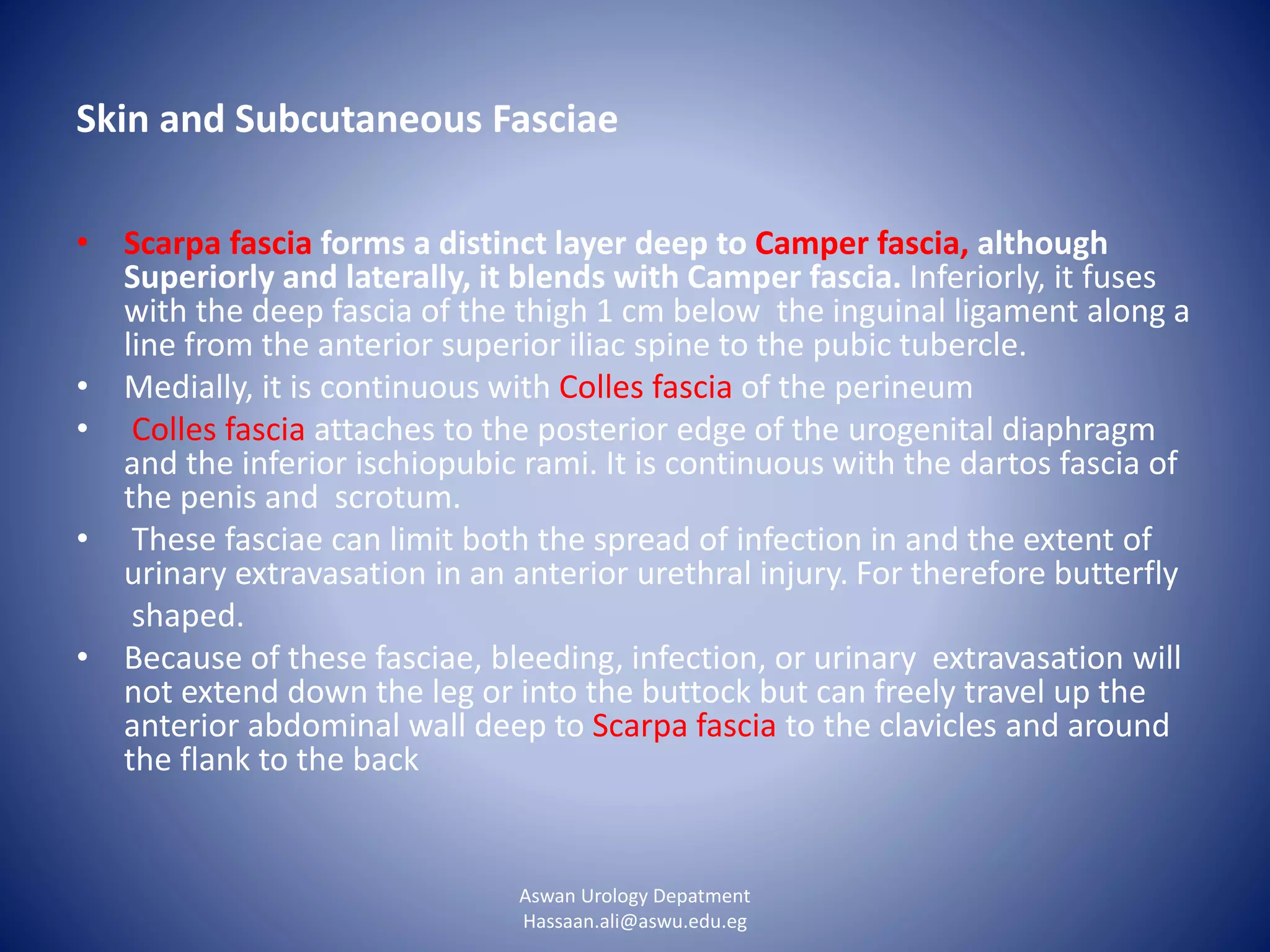 Lower urinary tract anatomy | PPTX